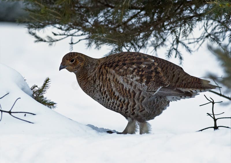 Lekking orre fotografering för bildbyråer. Bild av ringa - 27042717