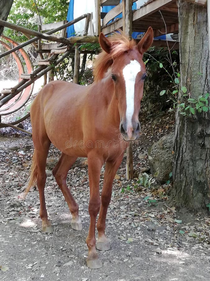 Orse Con Las Rayas Marrones Y Blancas En La Cara Imagen de archivo ...