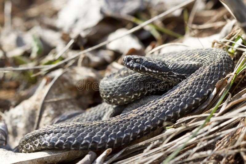 Orsini S Viper Basking in the Spring Sunshine March Afternoon. Stock ...