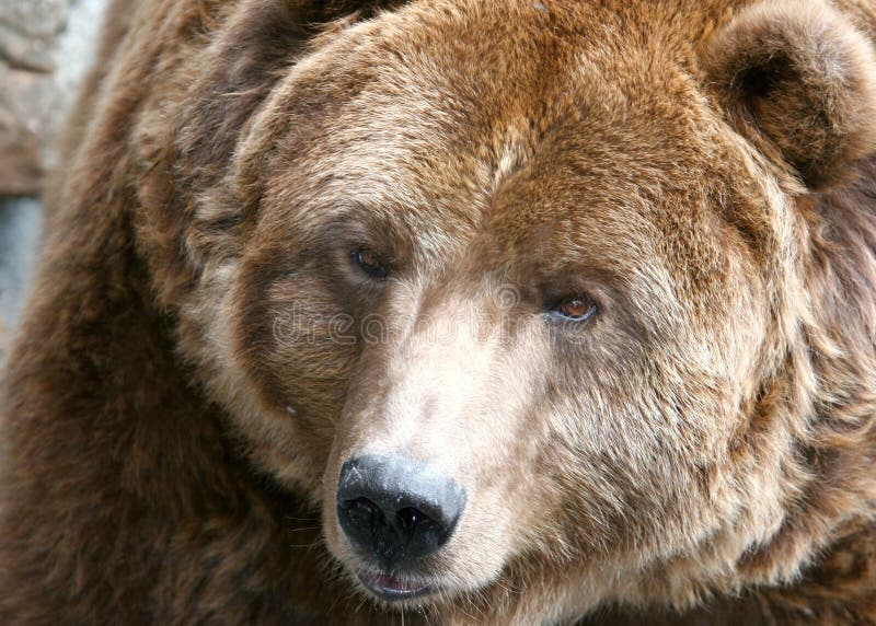 Orso immagine stock. Immagine di kodiak, nave, selvaggio - 435113