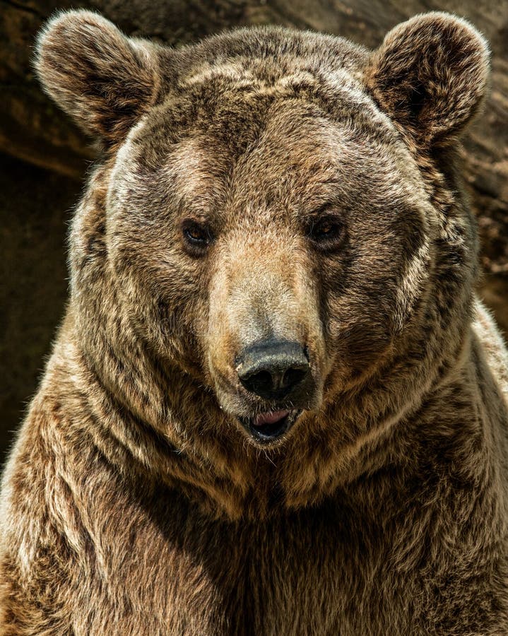 Orso Bruno Ursus Arctos, Orso Grizzley Starrato Testa Chiusa Con Colpi ...