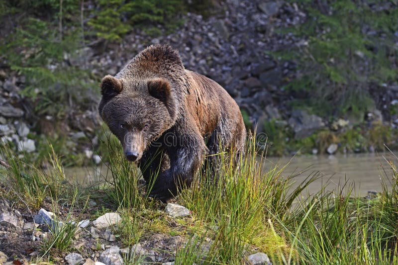 Orso bruno immagine stock. Immagine di onnivoro, habitat - 40582513