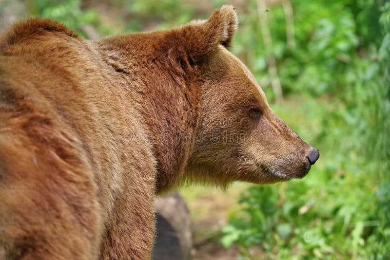 Profilo Dell'orso Bruno Selvaggio Fotografia Stock - Immagine di ...