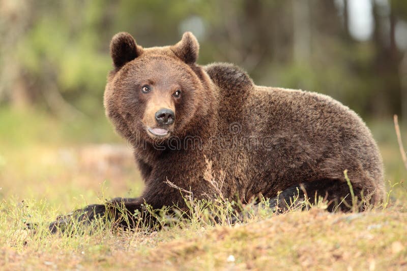 Orso bruno immagine stock. Immagine di mammifero, natura - 93579701