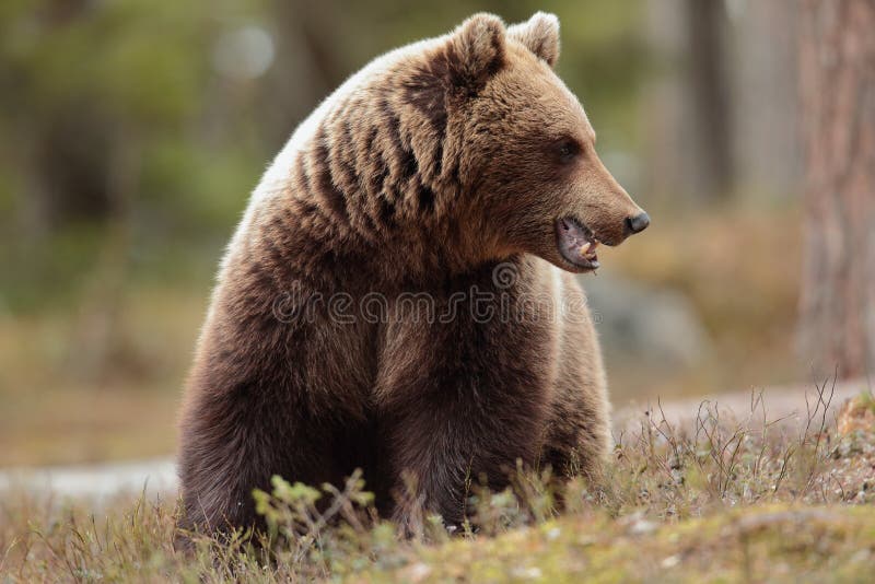 Orso bruno fotografia stock. Immagine di foresta, legno - 97112656