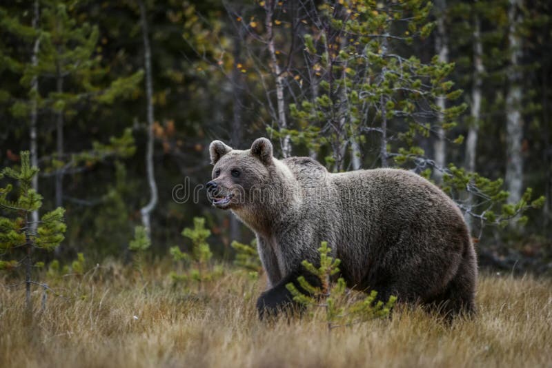 Orso Bruno - Arctos Di Ursus Immagine Stock - Immagine di georgia, orso ...