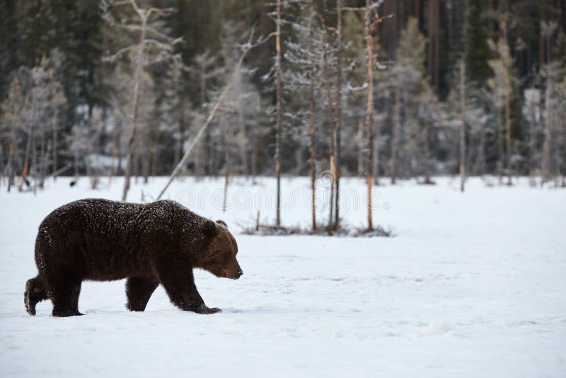 Orso Bruno Che Cammina Nel Taiga Foto Stock - Download 146 Royalty Free ...