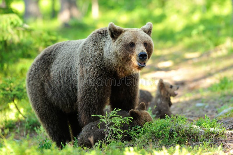 Orso bruno con i cuccioli fotografia stock. Immagine di giovane - 36814116