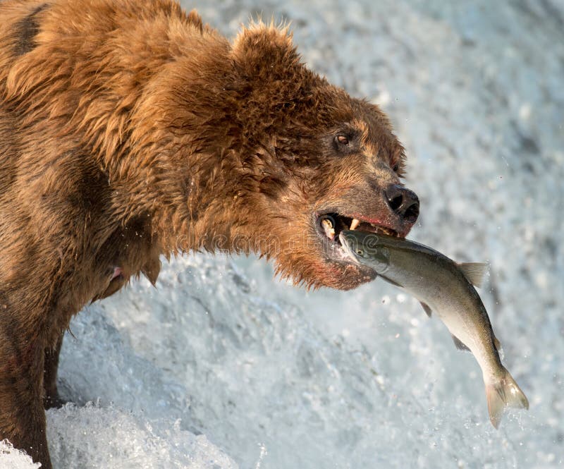 Orso Bruno D'Alasca Che Tenta Di Prendere Salmone Fotografia Stock ...