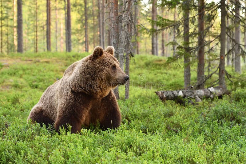 Grande Orso Bruno Nell'habitat Della Natura Scena Della Fauna Selvatica ...