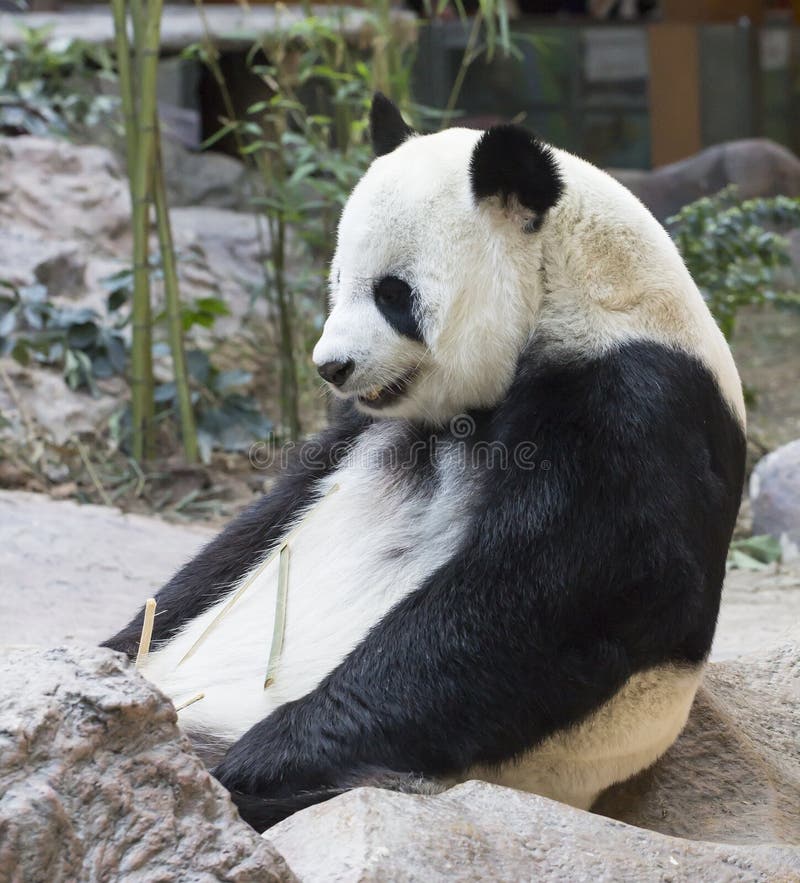 Orso del panda fotografia stock. Immagine di bambù, nave - 63719304