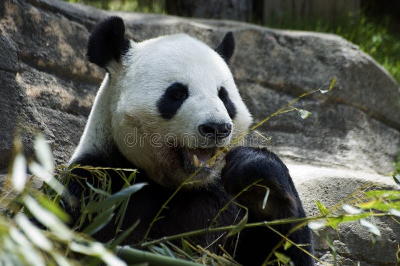 Orso Del Panda Che Mostra I Denti Fotografia Stock - Immagine di carino ...