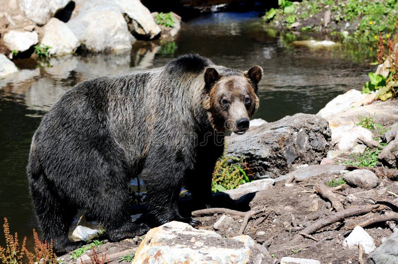 Orso dell'orso grigio fotografia stock. Immagine di grande - 11139398