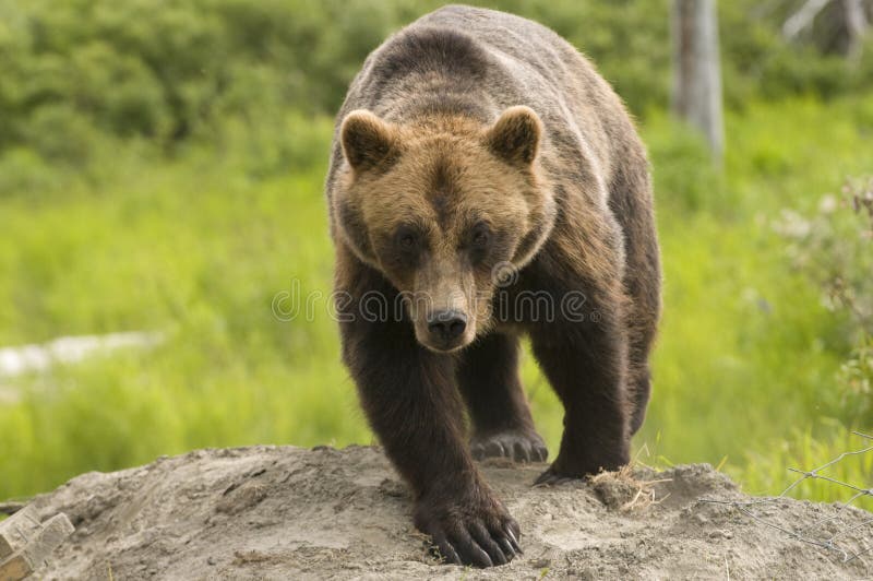 Orso dell'orso grigio fotografia stock. Immagine di pericoloso - 15176376