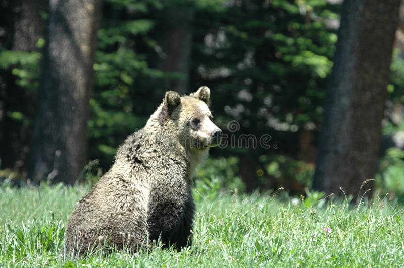 Orso grigio che rugge fotografia stock. Immagine di ruggire - 30846086