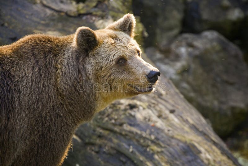 Orso Grigio Dell'Alaska Brown Con I Cuccioli Immagine Stock - Immagine ...