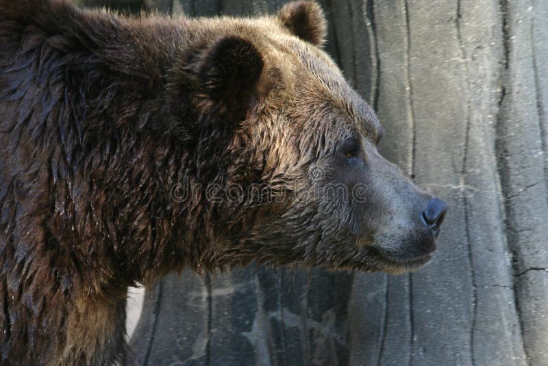 Orso grizzly fotografia stock. Immagine di mammifero, faccia - 350798