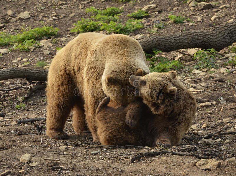 Orso Dell'orso Grigio Che Emerge Dall'acqua Fotografia Stock - Immagine ...