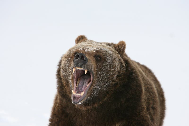 Orso Grizzly (Ursus Arctos Horribilis), Glacier National Park, Montana ...