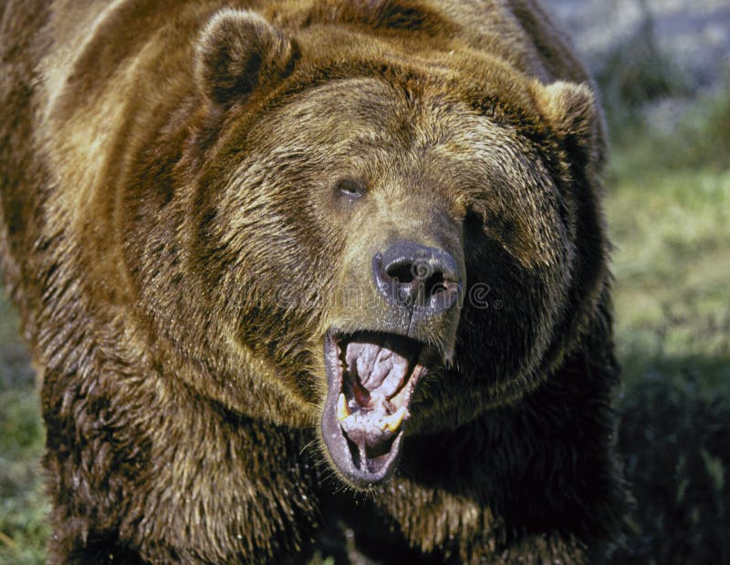 Orso Dell'orso Grigio Che Ringhia Immagine Stock - Immagine di ecologia ...