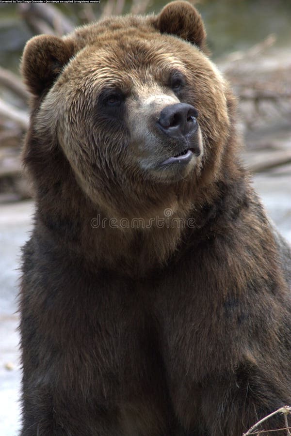 Orso Dell'orso Grigio Che Sembra Di Destra Immagine Stock - Immagine di ...