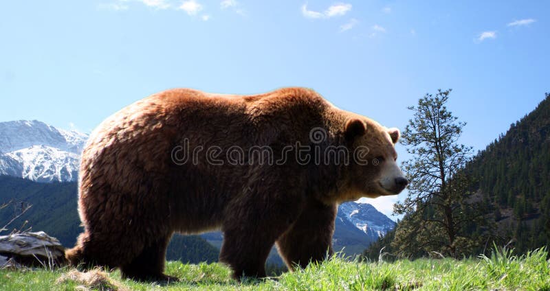 Orso Dell'orso Grigio Della Montagna Immagine Stock - Immagine di ...