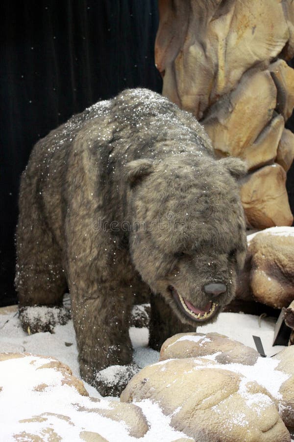 Spelaeus Di Ursus Dell'orso Della Caverna, Serie Preistorico Degli ...