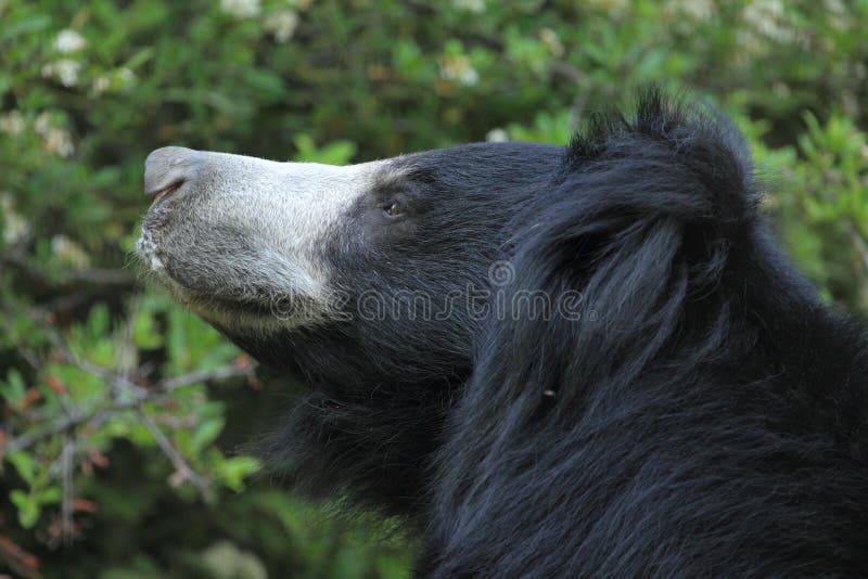 Orso di bradipo. immagine stock. Immagine di orso, posizione - 31106433