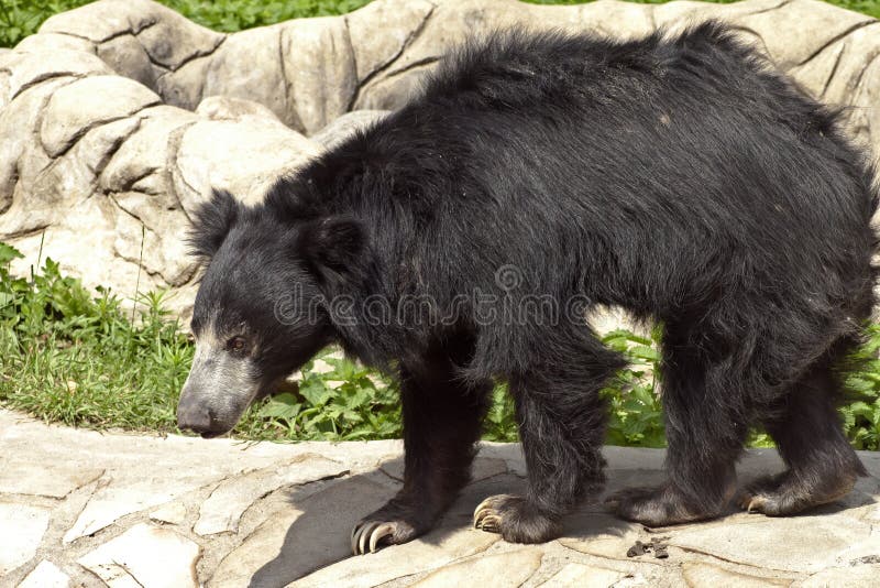 Orso bradipo immagine stock. Immagine di orso, animale - 25328229