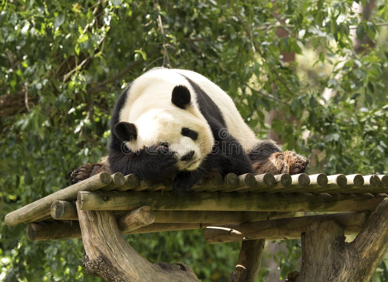 Orso Di Panda Che Dorme Il Pelo Fotografia Stock - Immagine di cina ...