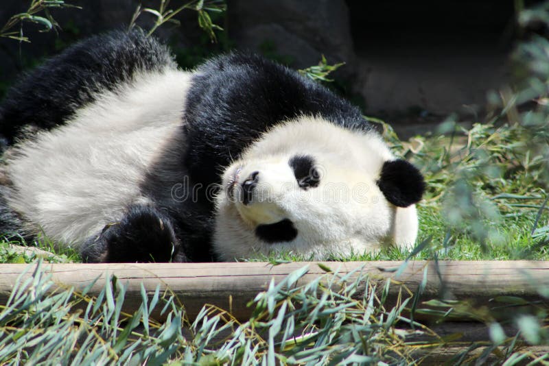 Orso di panda gigante fotografia stock. Immagine di parco - 43305620