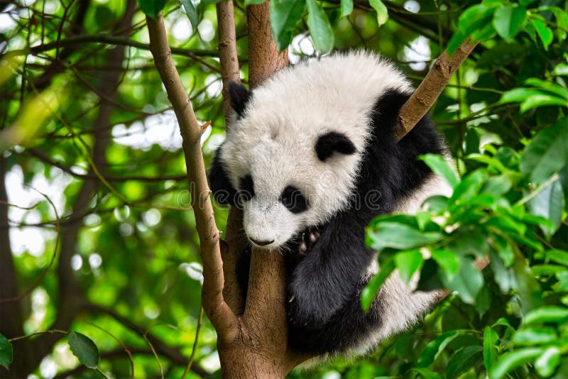 Orso Di Panda Gigante in Cina Fotografia Stock - Immagine di foresta ...