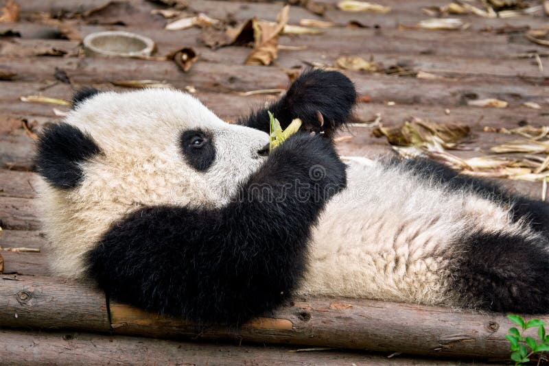Orso Di Panda Gigante in Cina Fotografia Stock - Immagine di ...