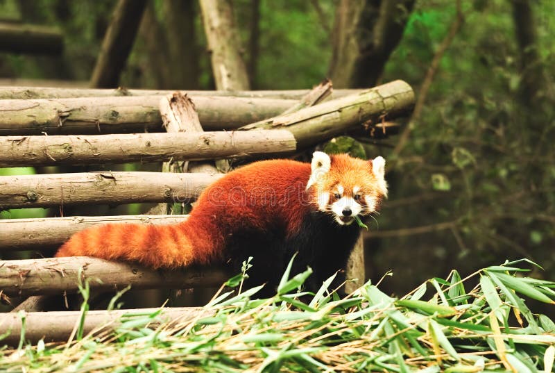 Orso di panda rosso fotografia stock. Immagine di nave - 18165262