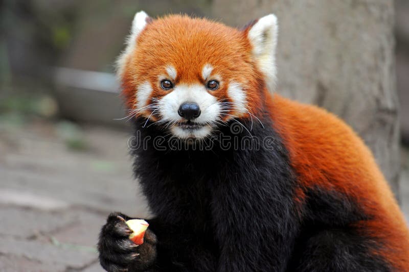 Orso Di Panda Rosso Curioso Fotografia Stock - Immagine di fogli, gatto ...