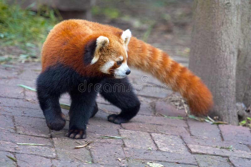 Orso Di Panda Rosso Curioso Immagine Stock - Immagine di carino, gatto ...