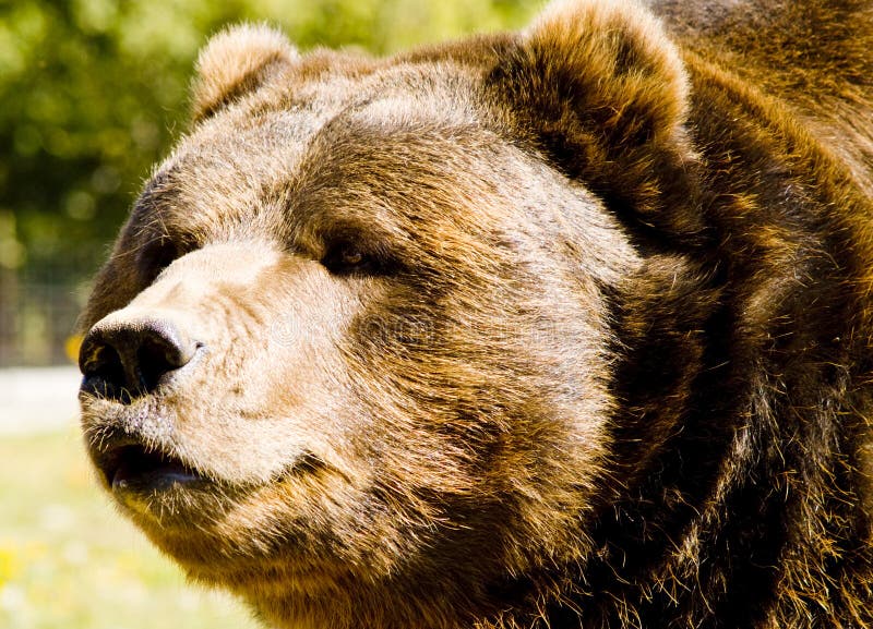 Foresta Dell'orso Selvaggia Immagine Stock - Immagine di bellezza ...