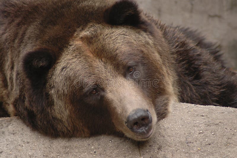 Orso grizzly immagine stock. Immagine di adorabile, disteso - 1485661