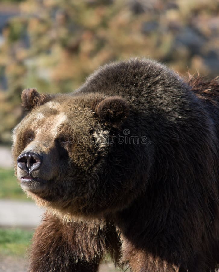 Orso Grigio Che Affronta a Sinistra Fotografia Stock - Immagine di ...