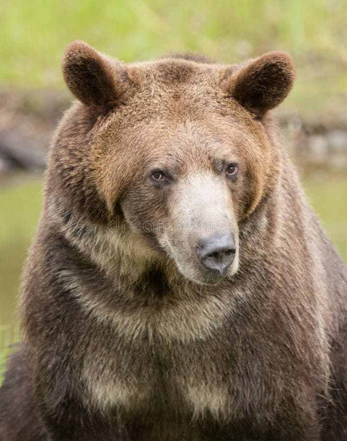 Orso Dell'orso Grigio Che Si Siede In Acqua Immagine Stock - Immagine ...