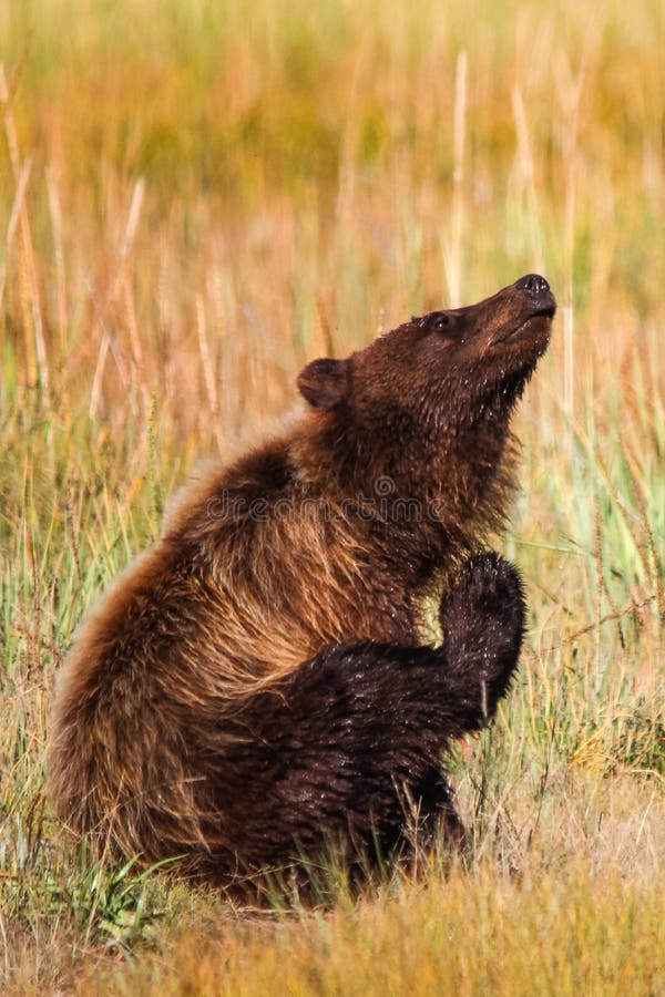 Orso Grigio Dell'Alaska Brown Che Graffia Un Prurito Fotografia Stock ...