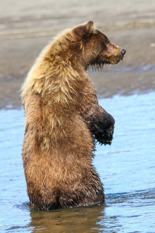 Orso Grigio Dell'Alaska Brown Che Sta in Acqua Fotografia Stock ...