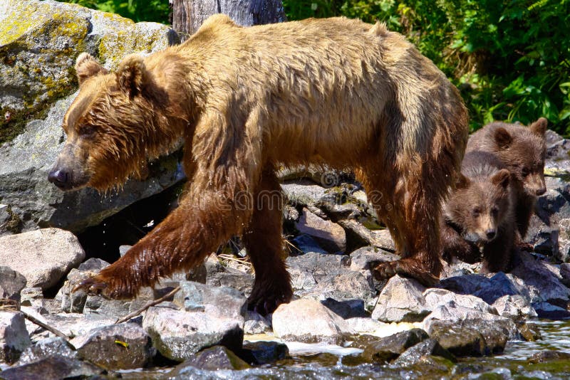 Orso Grigio Dell'Alaska Brown Con I Cuccioli Immagine Stock - Immagine ...