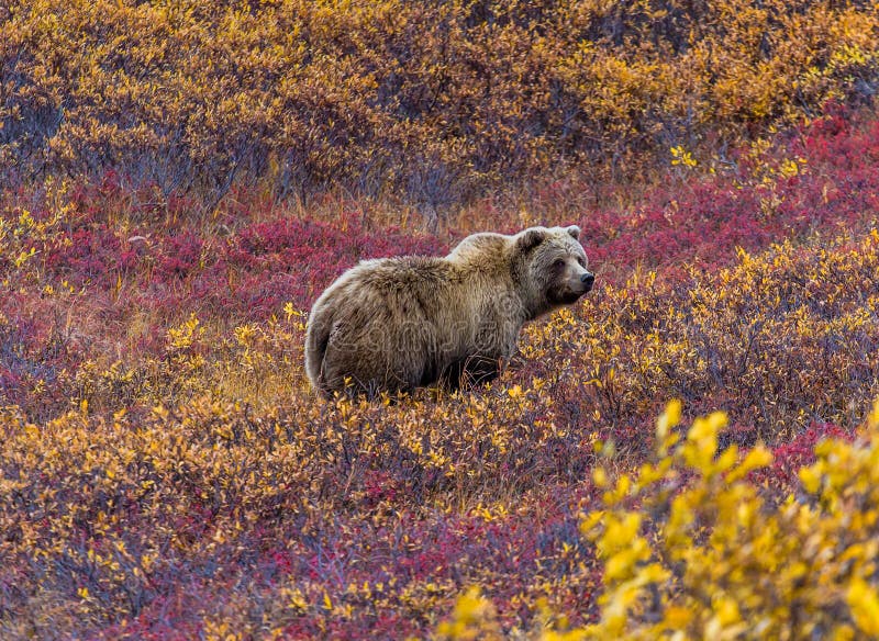 Orso Grigio Nel Parco Nazionale Di Denali Fotografia Stock - Immagine ...