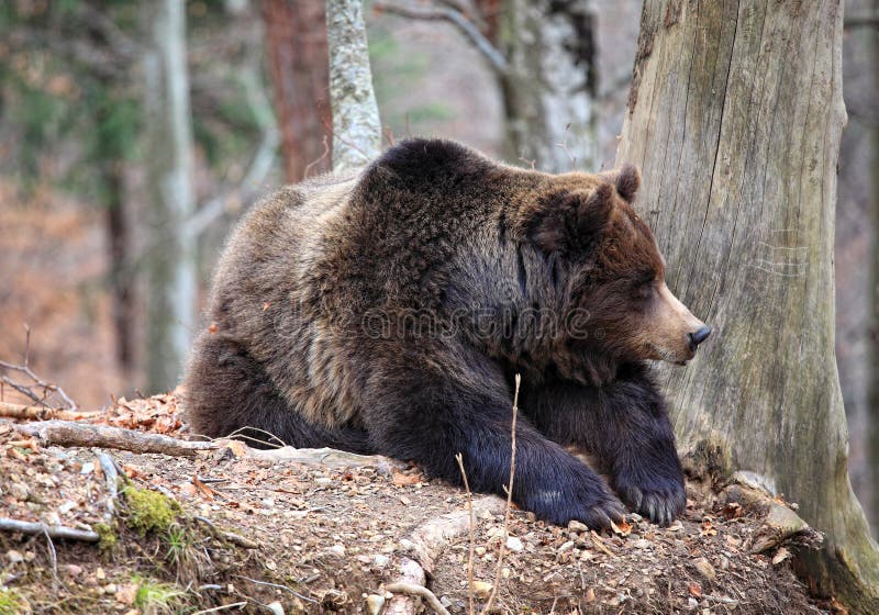 Orso marrone italiano immagine stock. Immagine di animale - 13793747