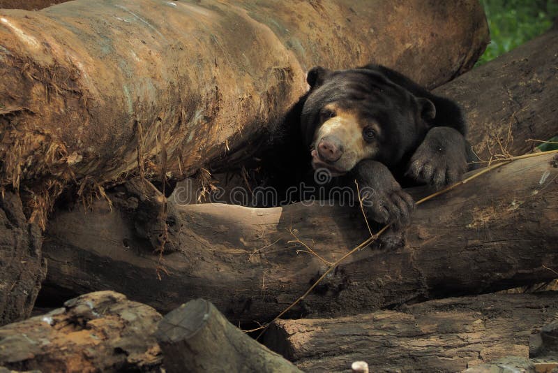 Orso nero pigro immagine stock. Immagine di pelliccia - 24790775