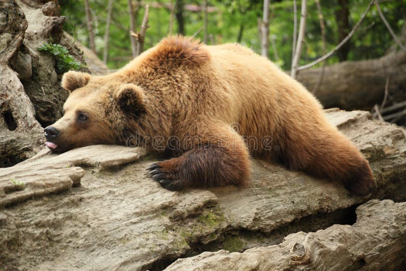 Orso pigro immagine stock. Immagine di animali, orso - 46600377