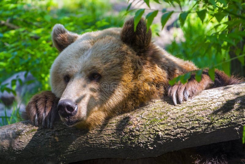 Orso Pigro Foto Stock - Download 2,196 Royalty Free Photos