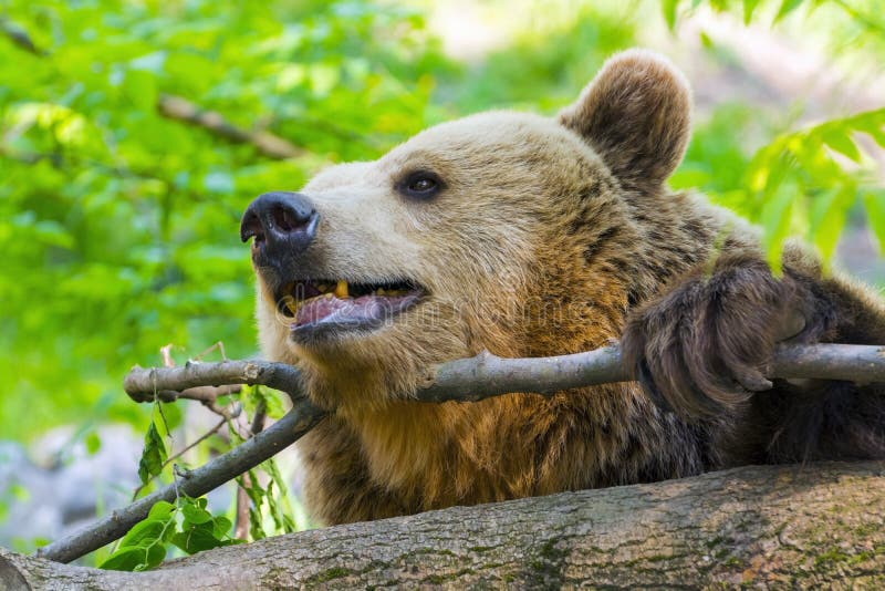 Orso pigro fotografia stock. Immagine di animale, indonesia - 26621054