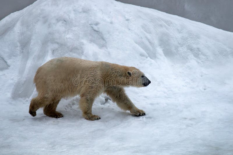 Orso Polare Vicino Alla Latitudine Del Nord Di Gradi Del Polo Nord 86 ...